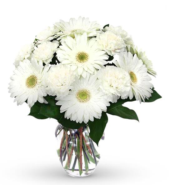 Send Daisies Flowers Online To Philippines