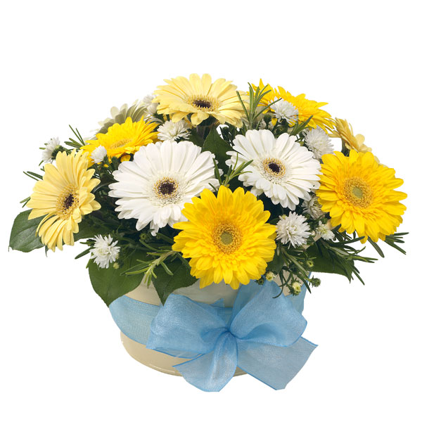 Send Daisies Flowers Online To Philippines