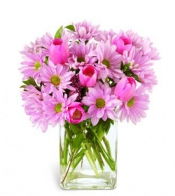 Send Daisies Flowers Online To Philippines