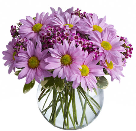 Send Daisies Flowers Online To Philippines