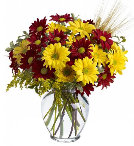 Send Daisies Flowers Online To Philippines