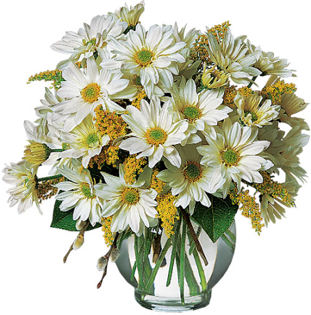 Send Daisies Flowers Online To Philippines